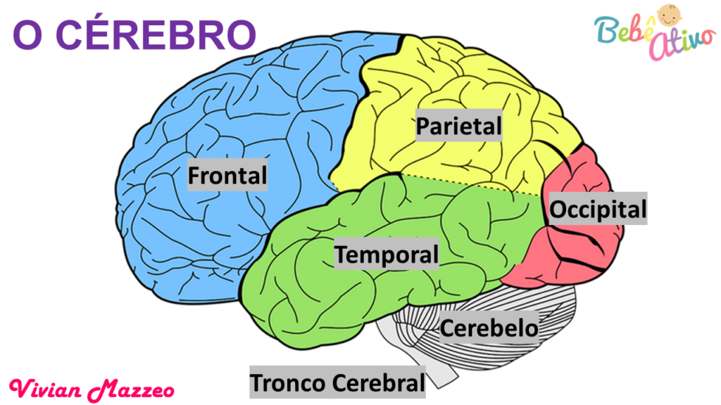 O Cérebro do Bebê - Bebê Ativo